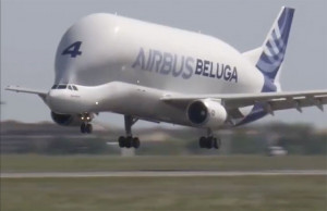 250917_BelugaST_aib_04-640